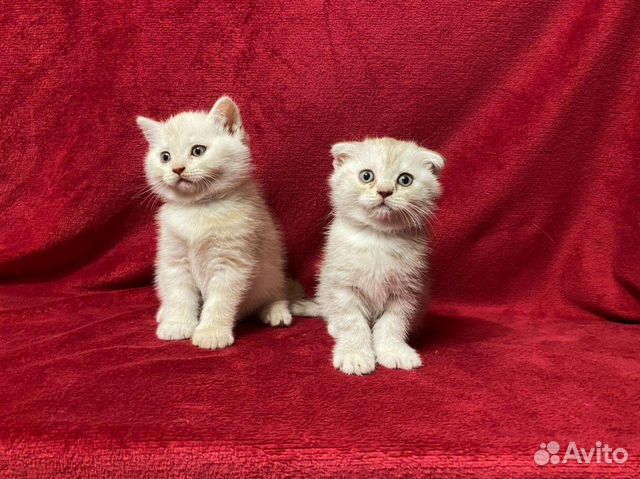 Шотландские котята