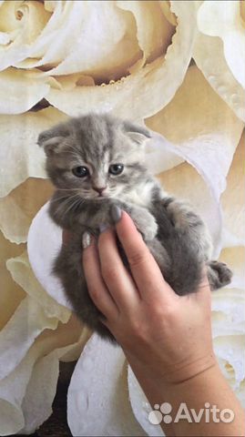 Шотландские котята