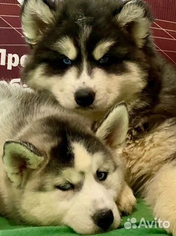 Хаски из Сибири