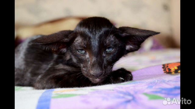 Черный ориентал