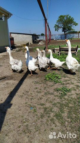 Семья Холмогоров