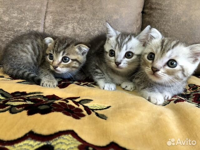 Британские котята