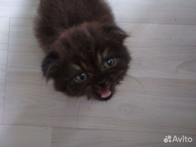 Котик вислоухий