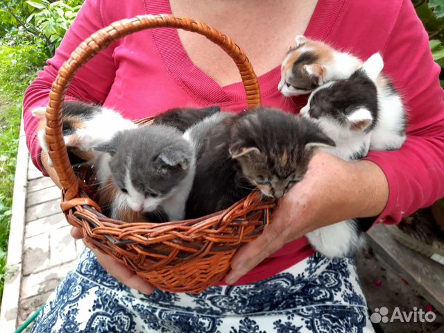 Котята в добрые руки даром