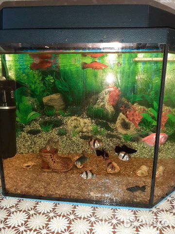 Аквариумные рыбки