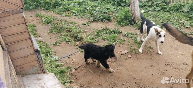 Немецкая овчарка Метис мальчик Мухтар