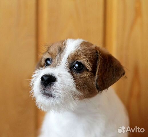 Обоятельная девчушка