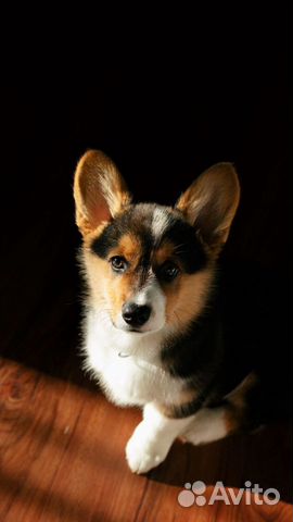 Маленькая корги ищет маму