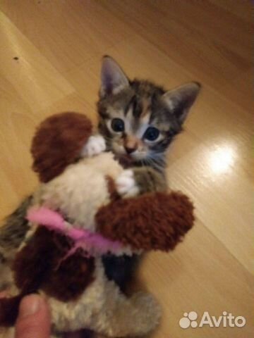 Котенок 1,5 месяца