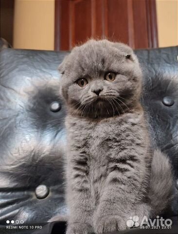 Красавчик шотландский