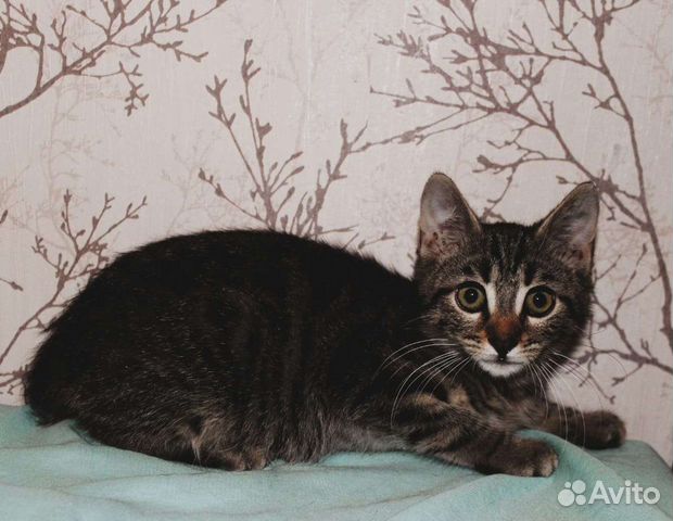Котеночек мальчик