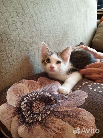 Котенок Машенька