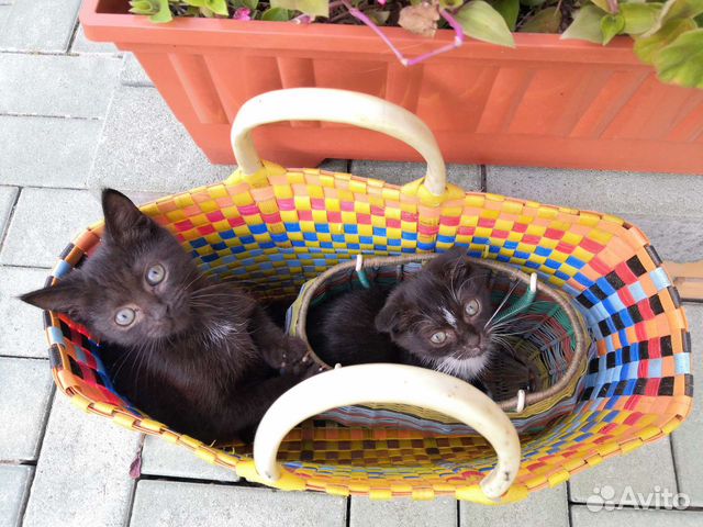 Котенок шоколадка