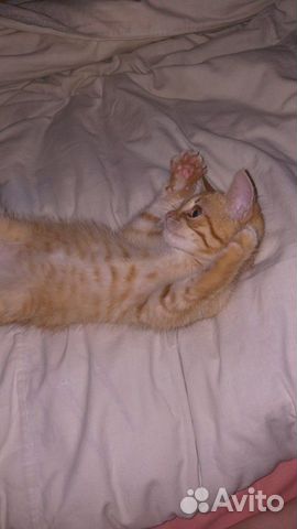 Маленькая кошечка