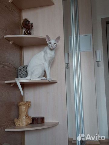 Ориентальный кот вязка
