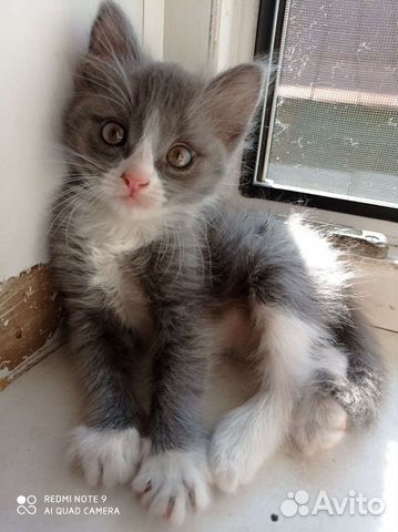 Котенок