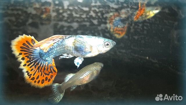 Гуппи Филигрань