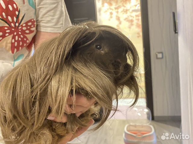 Перуанская морская свинка в добрые руки бесплатно