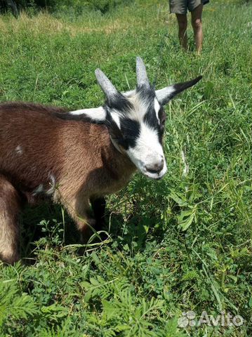 Альпийский козлик