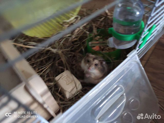 Джунгарский хомяк бесплатно