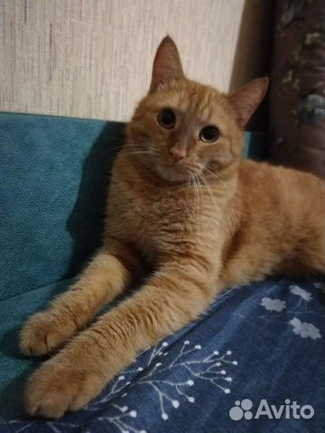 Кот