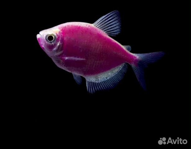 Тернеция глофиш, аквариумная рыбка