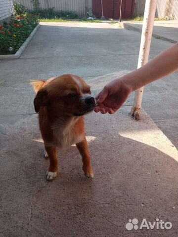 Найдена собака