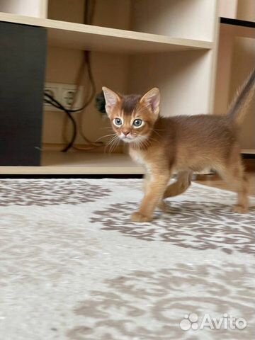 Абиссинская