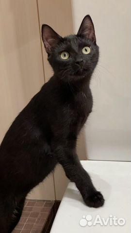 Маленькая пантера