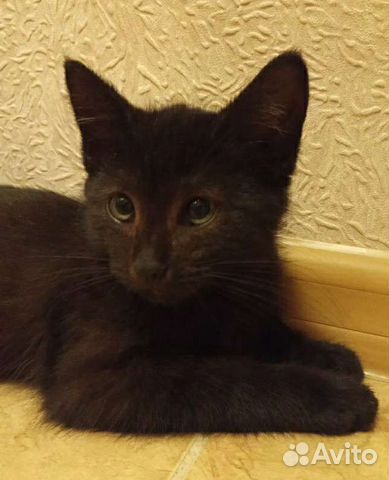 Ласковая пантерка ждет маму