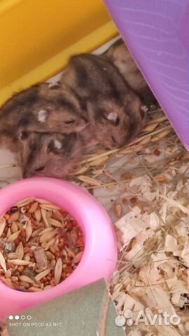 Джунгарский хомяк