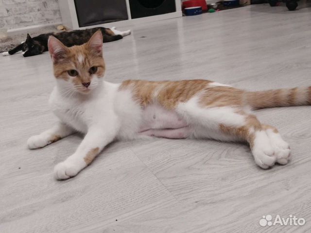 Кошечка ищет дом