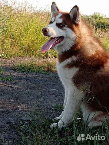 Щенки сибирской хаски