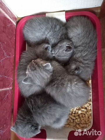 Британские вислоухие котята