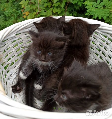 Котята красивые