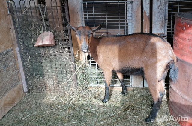 Коза чешская