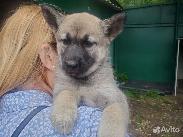 Щенок хаски ищет дом