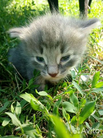 Маленькая радость