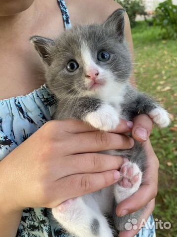 Помесь Британки и Шотландца