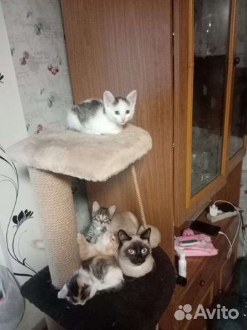 Котята даром