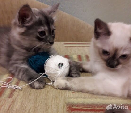 Котята на удачу