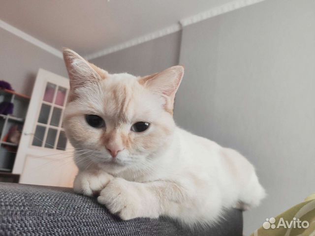 Кошка в дар