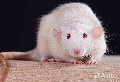 Декоративная крыса