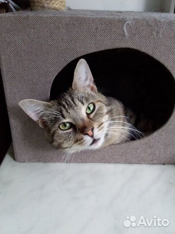 Кот Тимошп