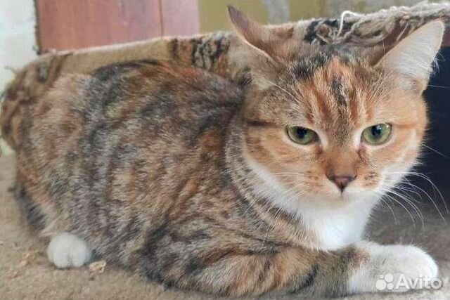 Несчастье Бони