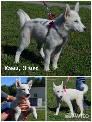 Белоснежные лайки в добрые руки