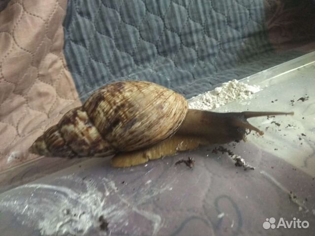 Улитка ахатина ретикулята стандарт