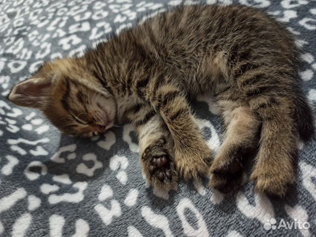 Отдам котенка в добрые руки