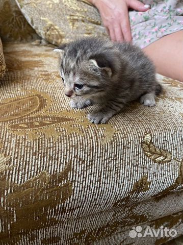 Кошки шотландцы вислоухие