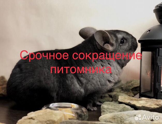 Сокращение питомника шиншилл